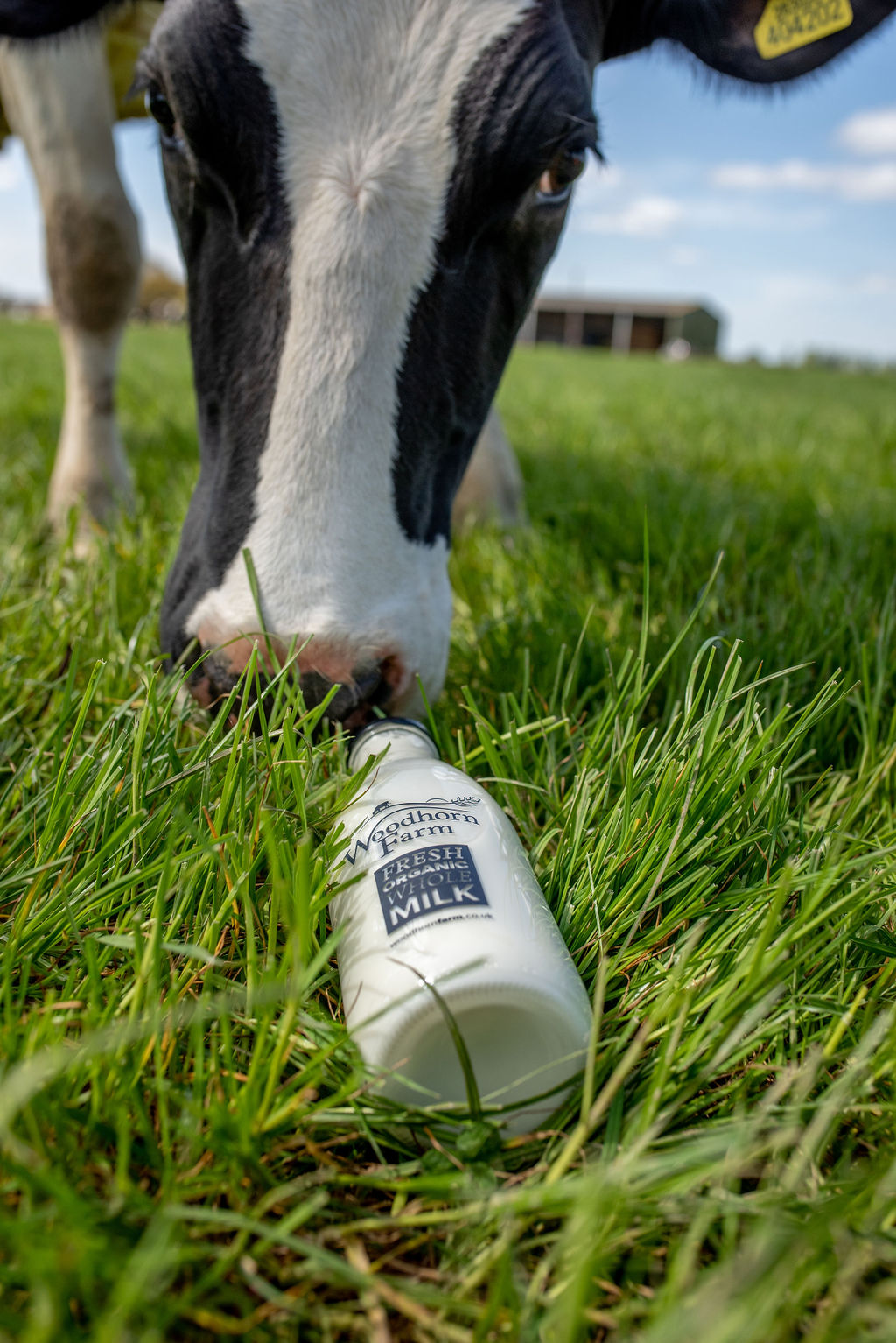 Our organic dairy herd - Woodhorn Farm